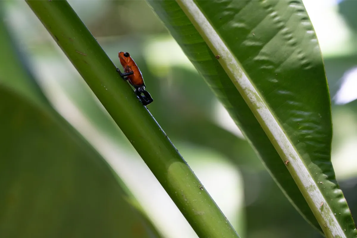 physis-photography-tours-costa-rica-405 | Physis Photo Tours