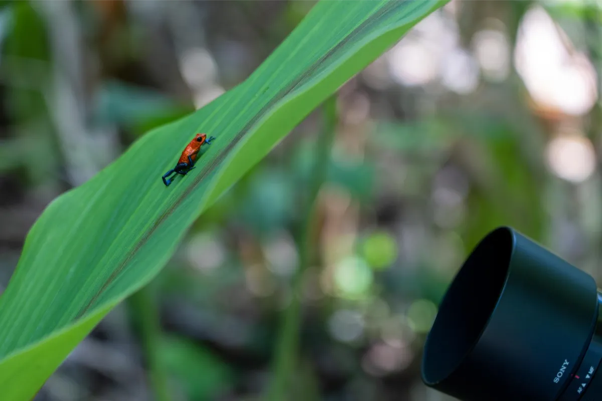 physis-photography-tours-costa-rica-409 | Physis Photo Tours