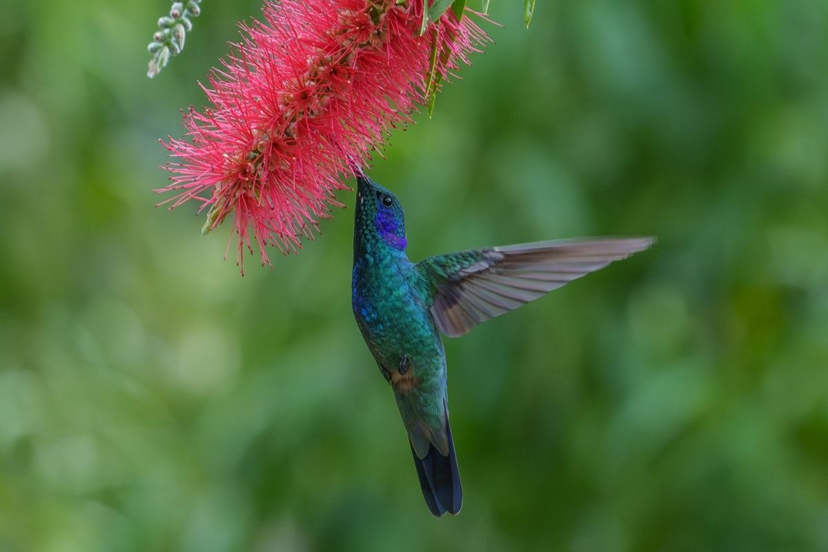 Hummingbird photography is a delightful pursuit in Costa Rica